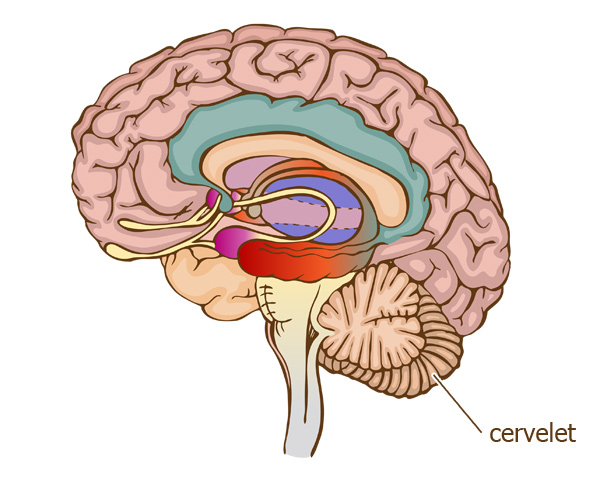 Alcoholisme - Symptomen | Medipedia
