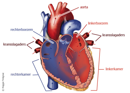 Hartfalen - Symptomen | Medipedia