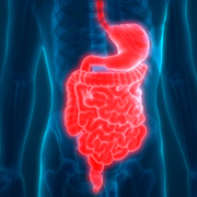 Intestin irritable - Le tube digestif | Medipedia