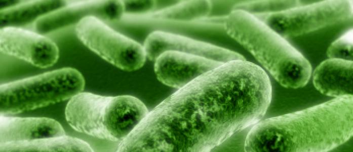 Intestin irritable - Que savez-vous de la flore intestinale? | Medipedia